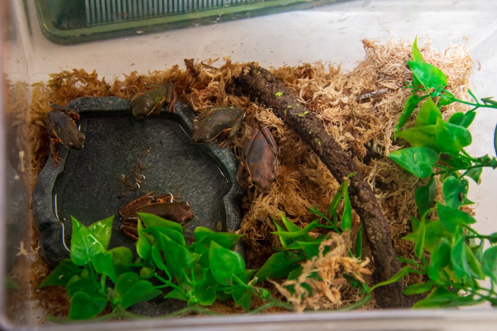 Some of our animals – Josh's Pet Agree